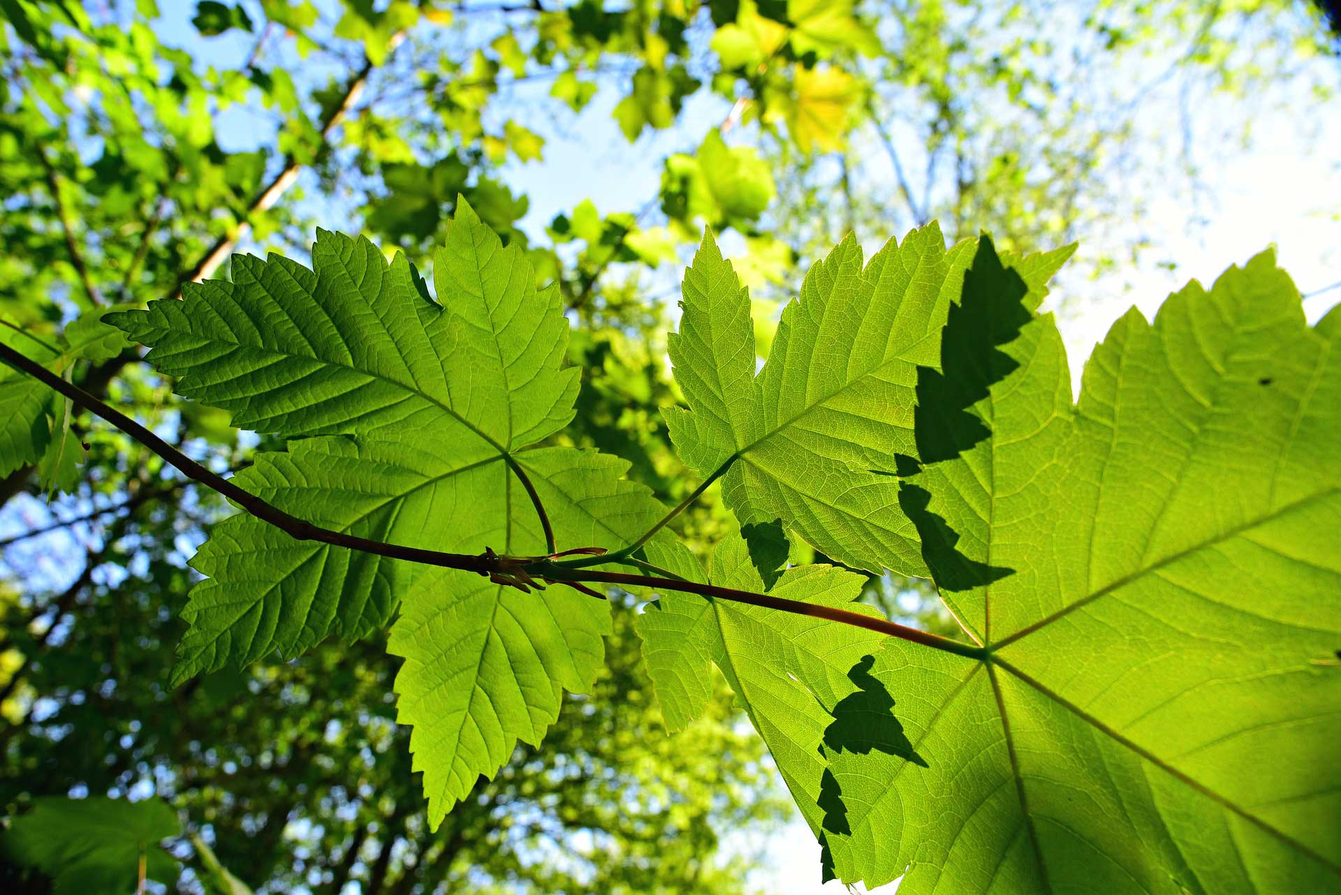 Conoce tu ahorro - SumaE - SUMAe- Comunidades Energéticas